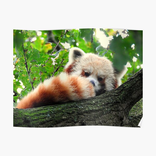 "Coy" Poster by Barnbk02 | Redbubble