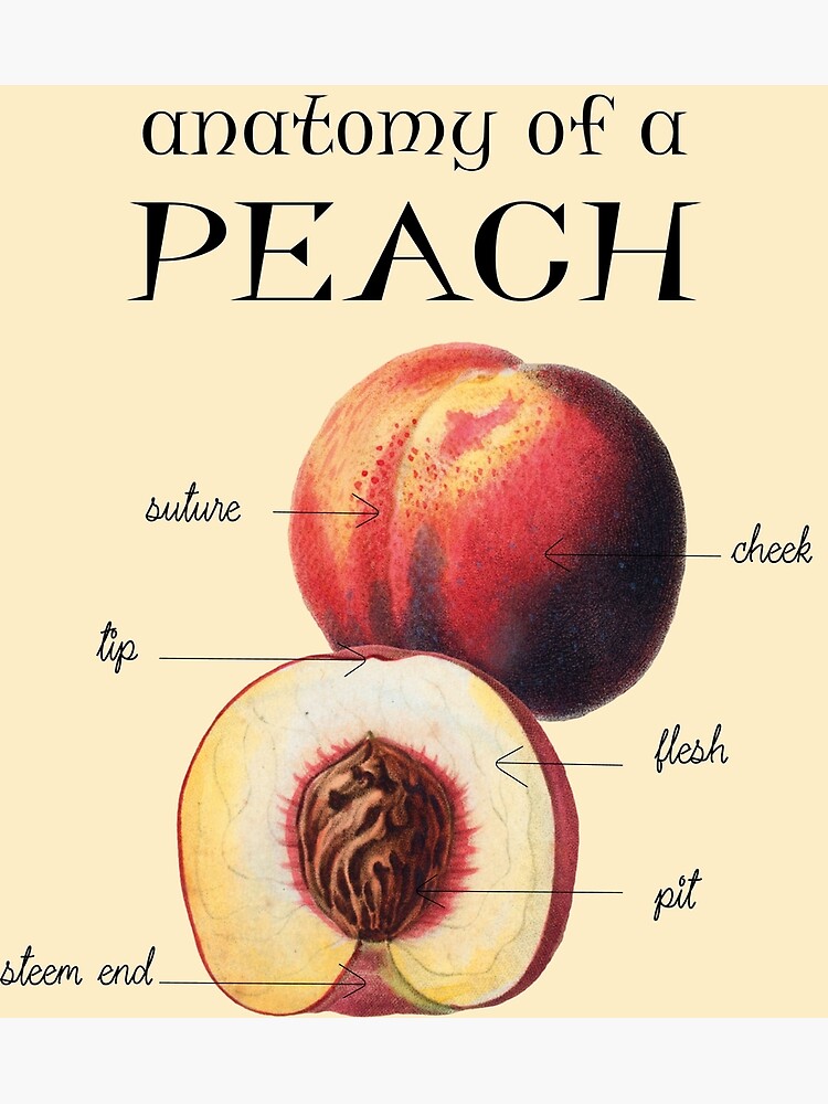 "anatomy of a peach" Poster for Sale by Puresouledition | Redbubble