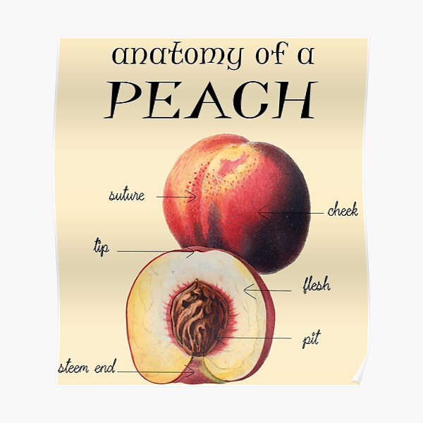 "anatomy of a peach" Poster for Sale by Puresouledition | Redbubble