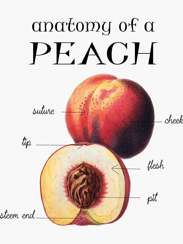 "anatomy of a peach" Sticker for Sale by Puresouledition | Redbubble