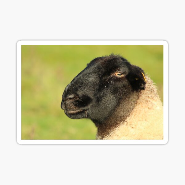 "Suffolk sheep " Sticker for Sale by nefiac | Redbubble