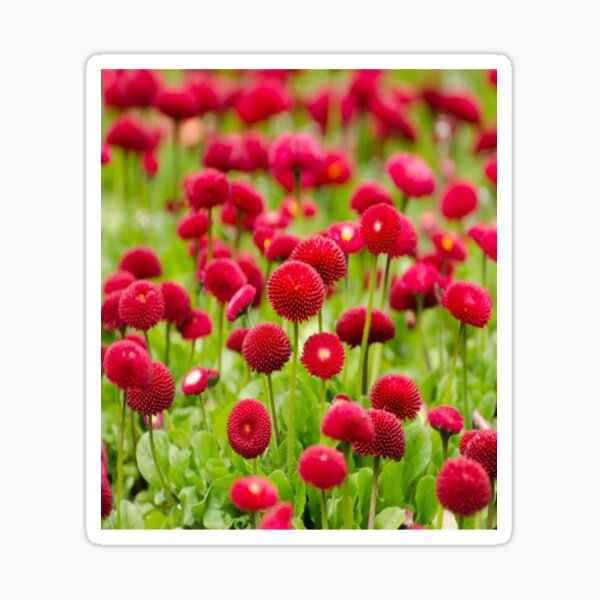 "Red Flower " Sticker for Sale by JanisBeahani | Redbubble