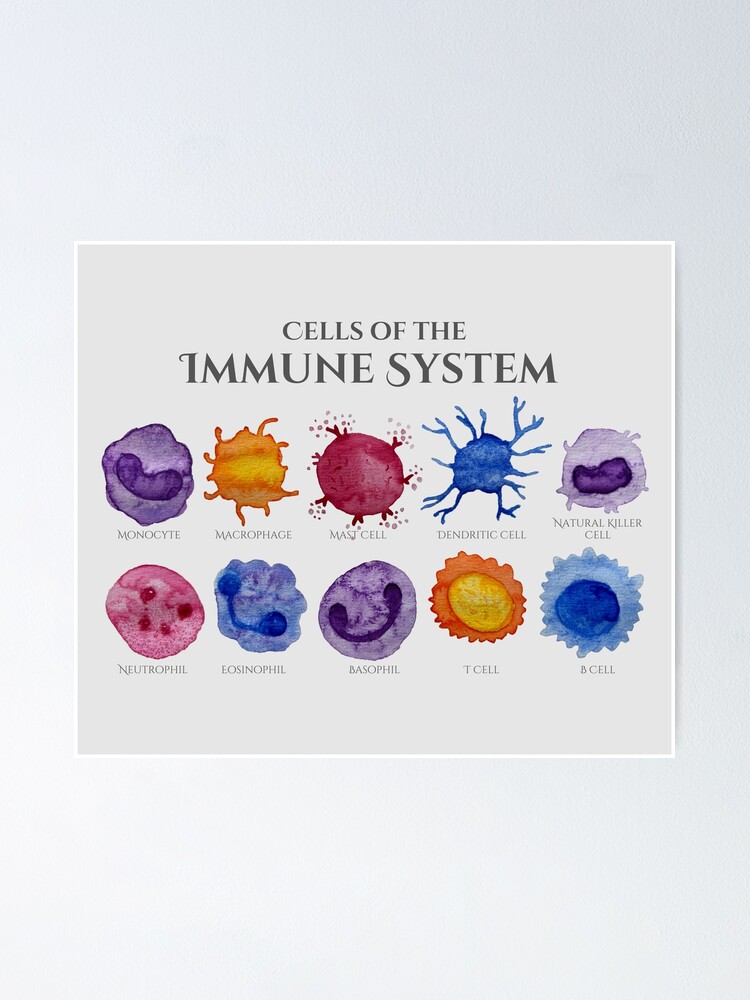 "Cells of the Immune System" Poster for Sale by TineRose | Redbubble