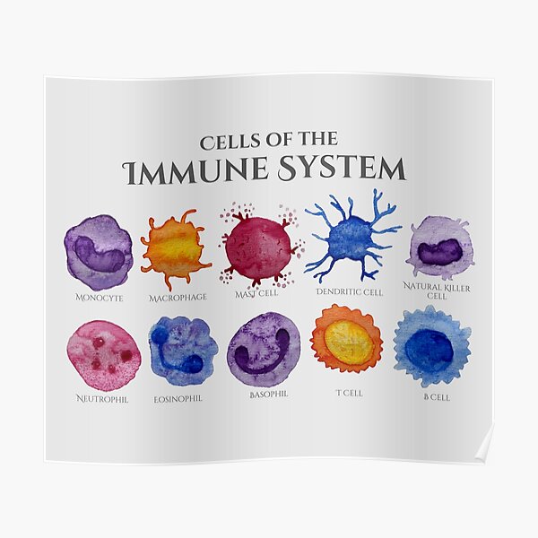 "Cells of the Immune System" Poster for Sale by TineRose | Redbubble