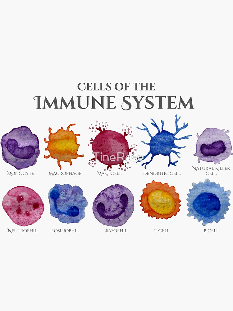 "Cells of the Immune System" Sticker for Sale by TineRose | Redbubble