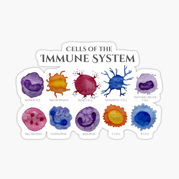 "Cells of the Immune System" Sticker for Sale by TineRose | Redbubble