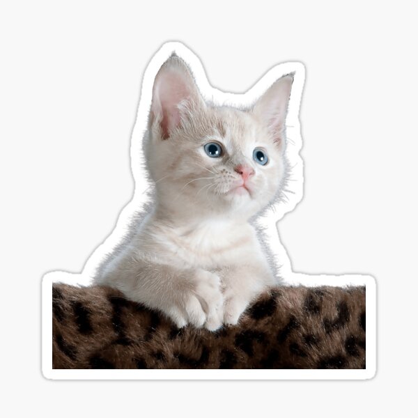 "Cute Cat Are Being Surprised" Sticker for Sale by CuteAnimaleShop ...