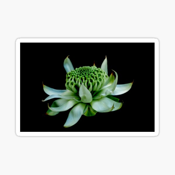 "Protea - Shady Lady" Sticker for Sale by swirlingsands | Redbubble