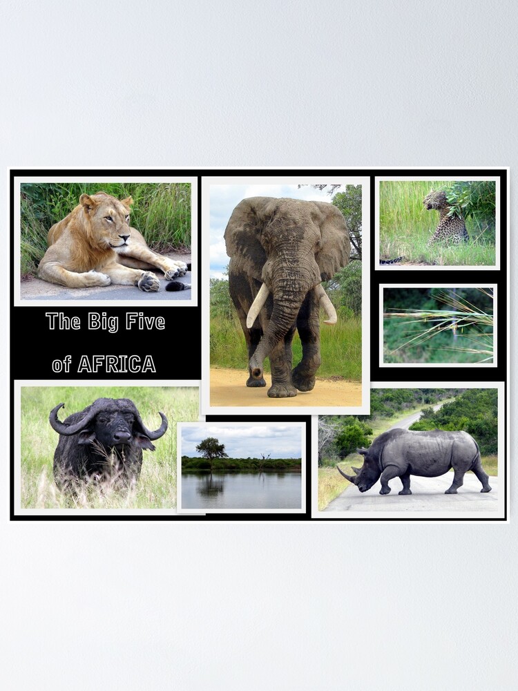 "The famous *BIG FIVE*" Poster for Sale by Happyart | Redbubble