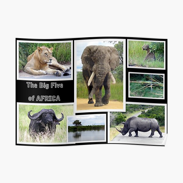 "The famous *BIG FIVE*" Poster for Sale by Happyart | Redbubble