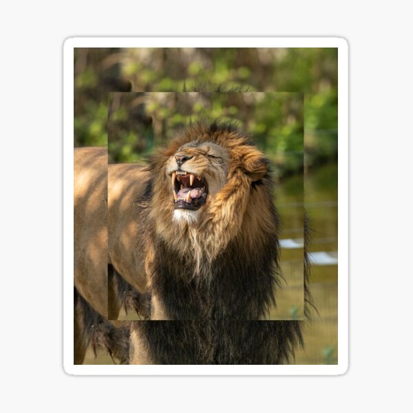 "Low roar" Sticker for Sale by Seefix | Redbubble