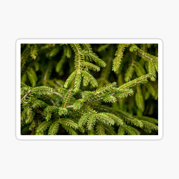 "Spruce " Sticker for Sale by KGPhotoArt | Redbubble