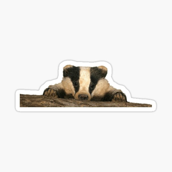 "Cute Badger" Sticker for Sale by jamcaYT | Redbubble