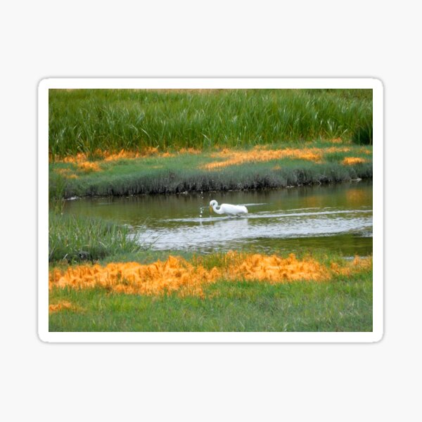 "Egret hunting in salt marsh" Sticker for Sale by PowerfulPhotos ...