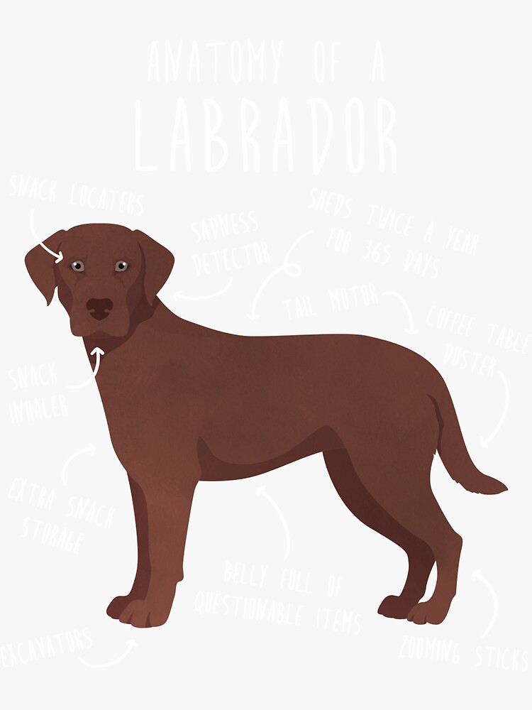 "Chocolate Labrador Retriever Dog Anatomy" Sticker for Sale by Psitta ...