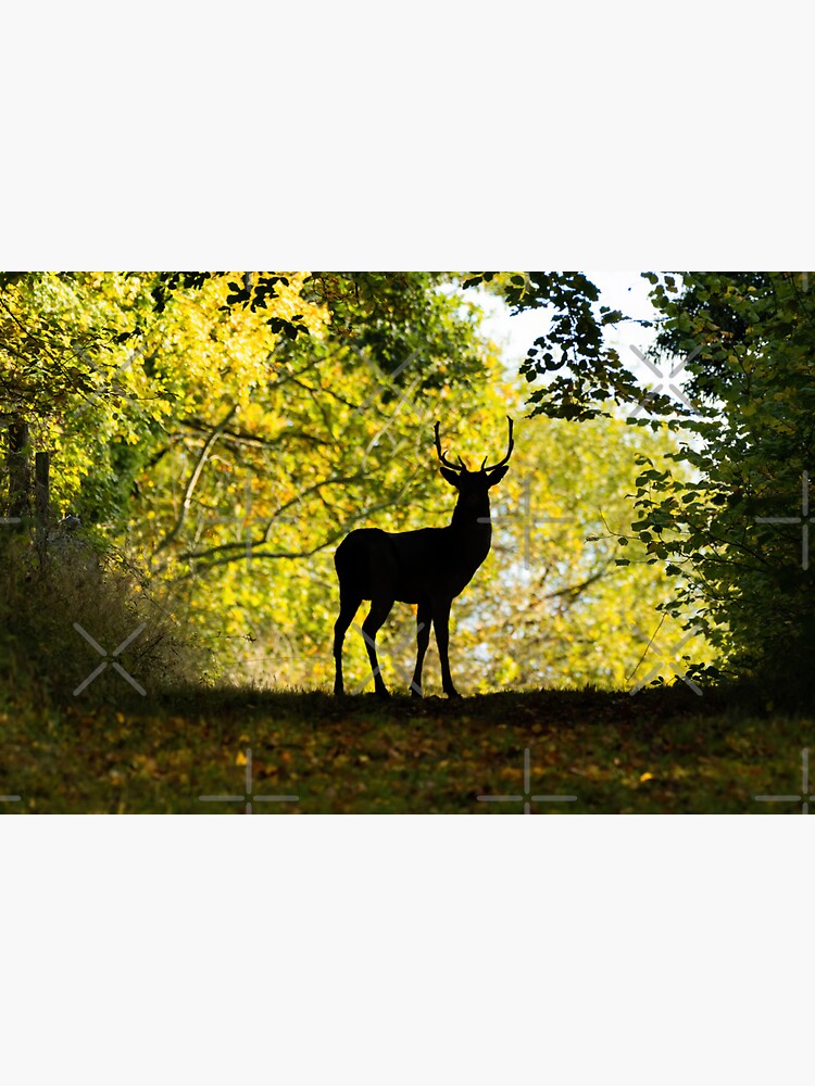"Fallow Deer Stag Silhouette" Sticker for Sale by UKMatt2000 | Redbubble