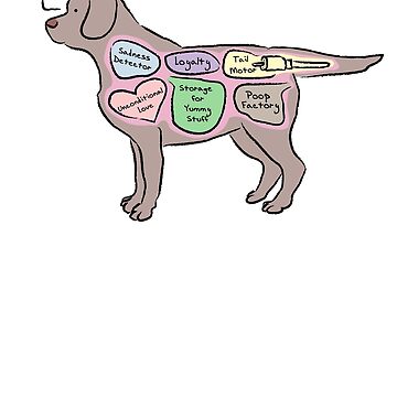 "Anatomy of a Chocolate Lab" Sticker for Sale by MommySketchpad | Redbubble