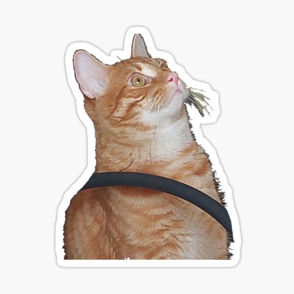 "Zuko | Orange Cat" Sticker for Sale by Bitanem | Redbubble