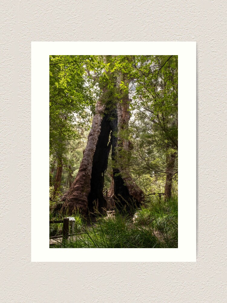 "Red Tingle tree endemic to South West of Western Australia" Art Print ...