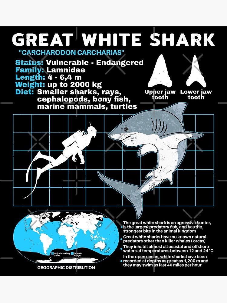 "Great white shark data sheet" Poster for Sale by NicGrayGraphic ...