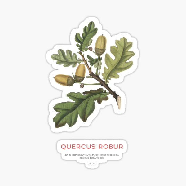"English oak or Quercus Robur" Sticker for Sale by Vintagrafica | Redbubble