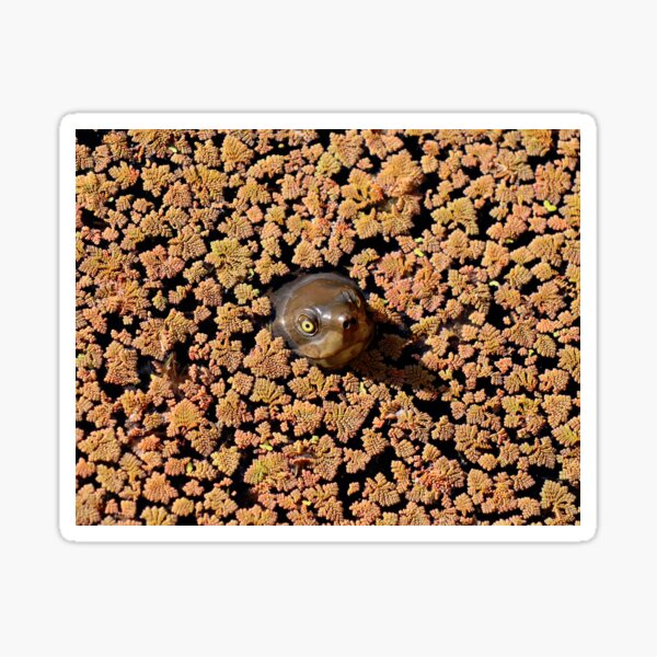 "Why, Helloooo There! " Sticker for Sale by GTreagus | Redbubble