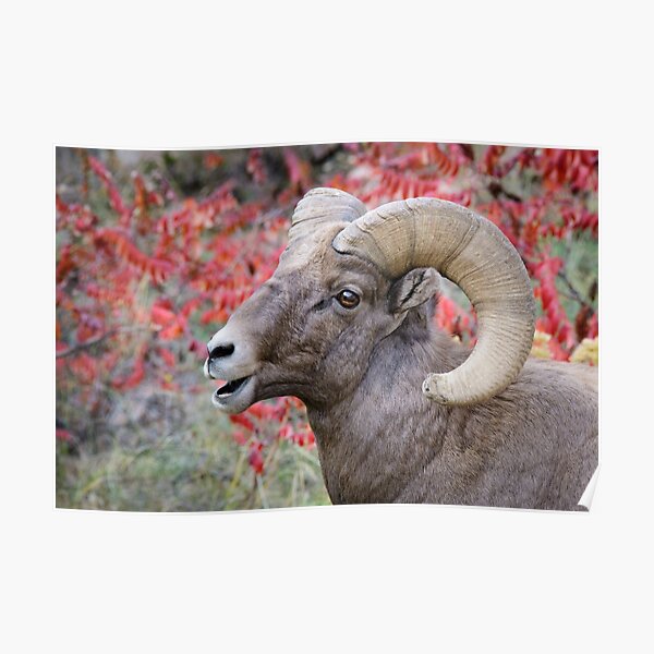 "Ram posing with red" Poster for Sale by Eivor | Redbubble
