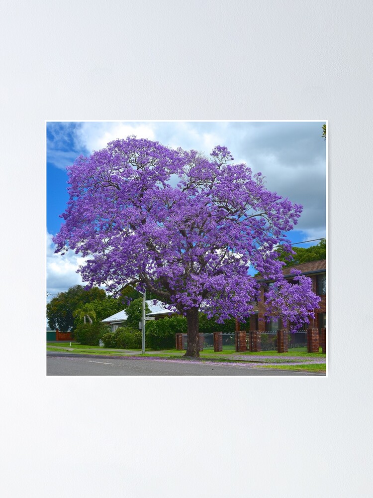 "A Magnificent Jacaranda" Poster for Sale by Stumpyspencer | Redbubble