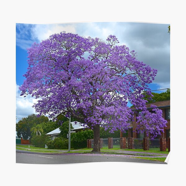 "A Magnificent Jacaranda" Poster for Sale by Stumpyspencer | Redbubble