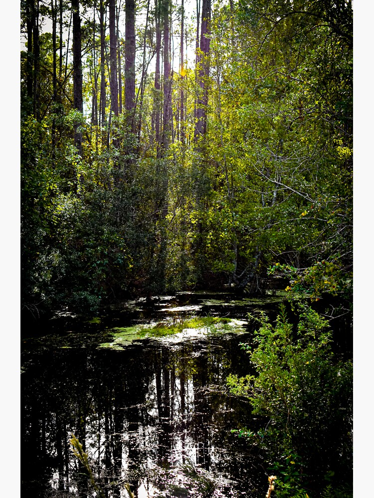 " Fall in Florida " Sticker for Sale by krystaldewind | Redbubble