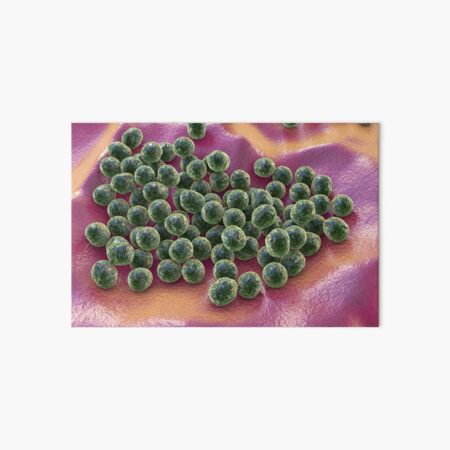 "Staphylococcus bacteria" Art Board Print for Sale by DrMicrobe | Redbubble