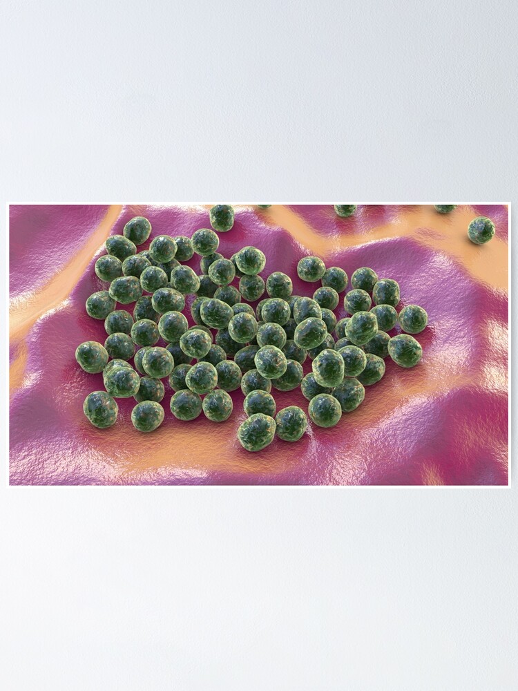 "Staphylococcus bacteria" Poster for Sale by DrMicrobe | Redbubble