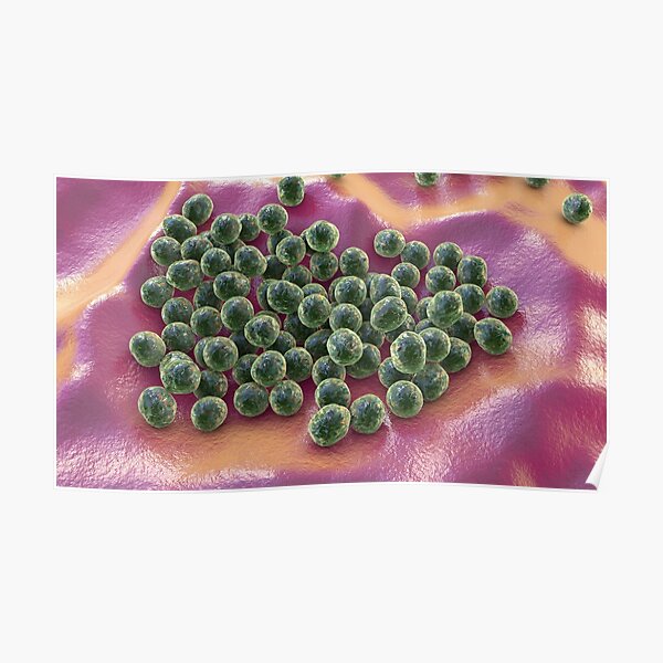 "Staphylococcus bacteria" Poster for Sale by DrMicrobe | Redbubble