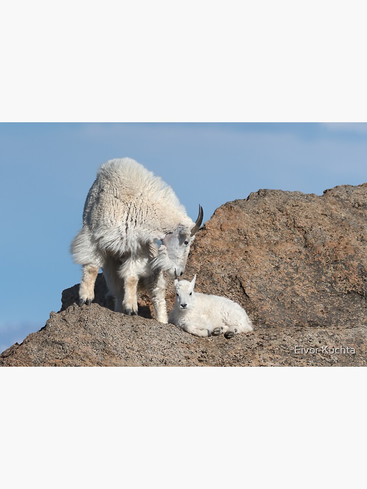 "Junior, time to get up!" Sticker for Sale by Eivor | Redbubble
