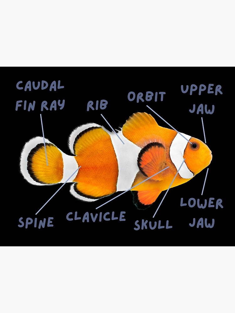 "Anatomy of a Clownfish" Poster for Sale by st0n0ga | Redbubble