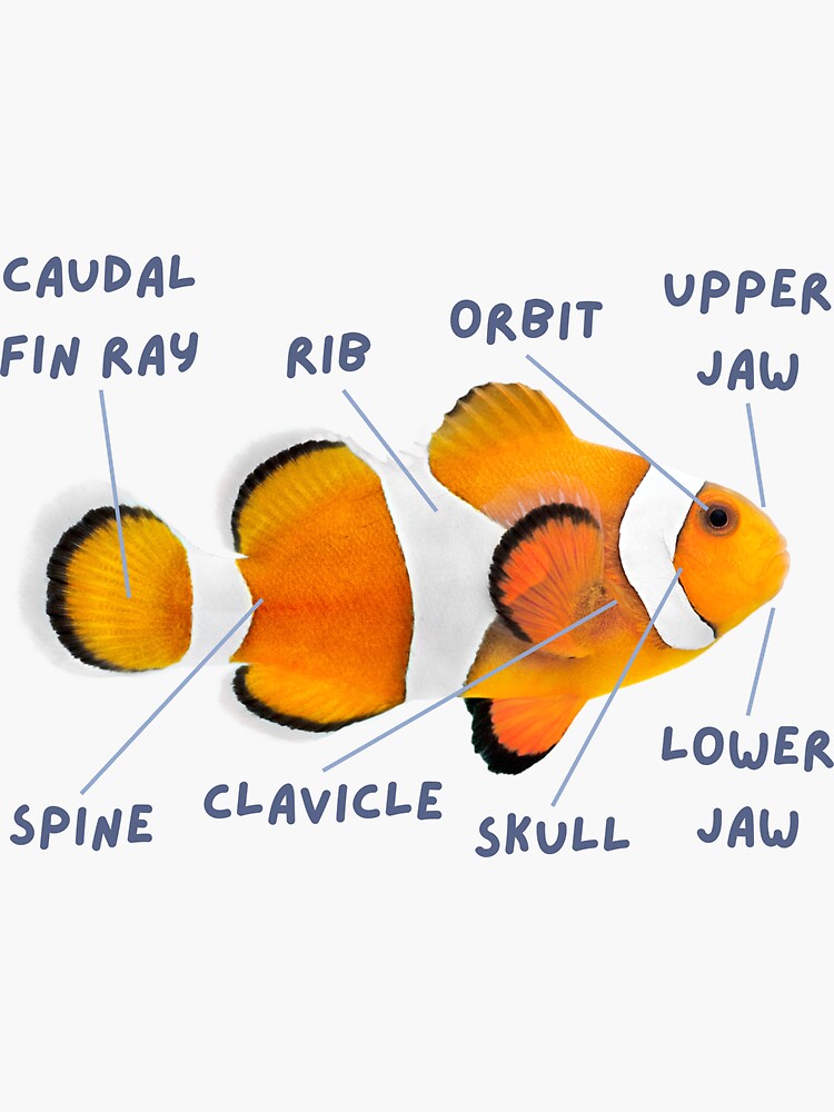 Clown Fish Anatomy A Little Dose Of Wonder Here's One Of The