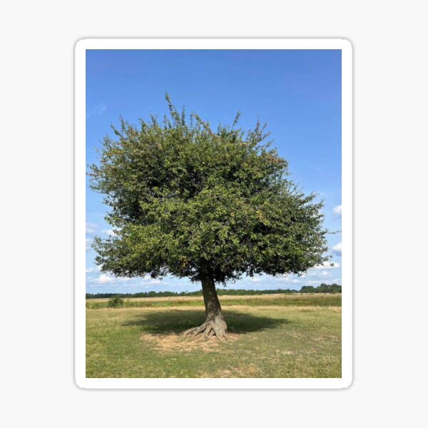 "tree of Life" Sticker for Sale by Sylwetka1Art | Redbubble