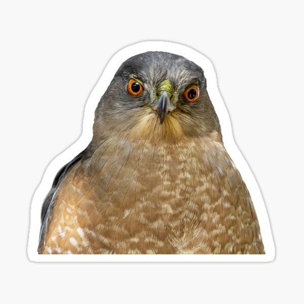 "May I Help You? Cooper's Hawk" Sticker for Sale by paulabund | Redbubble