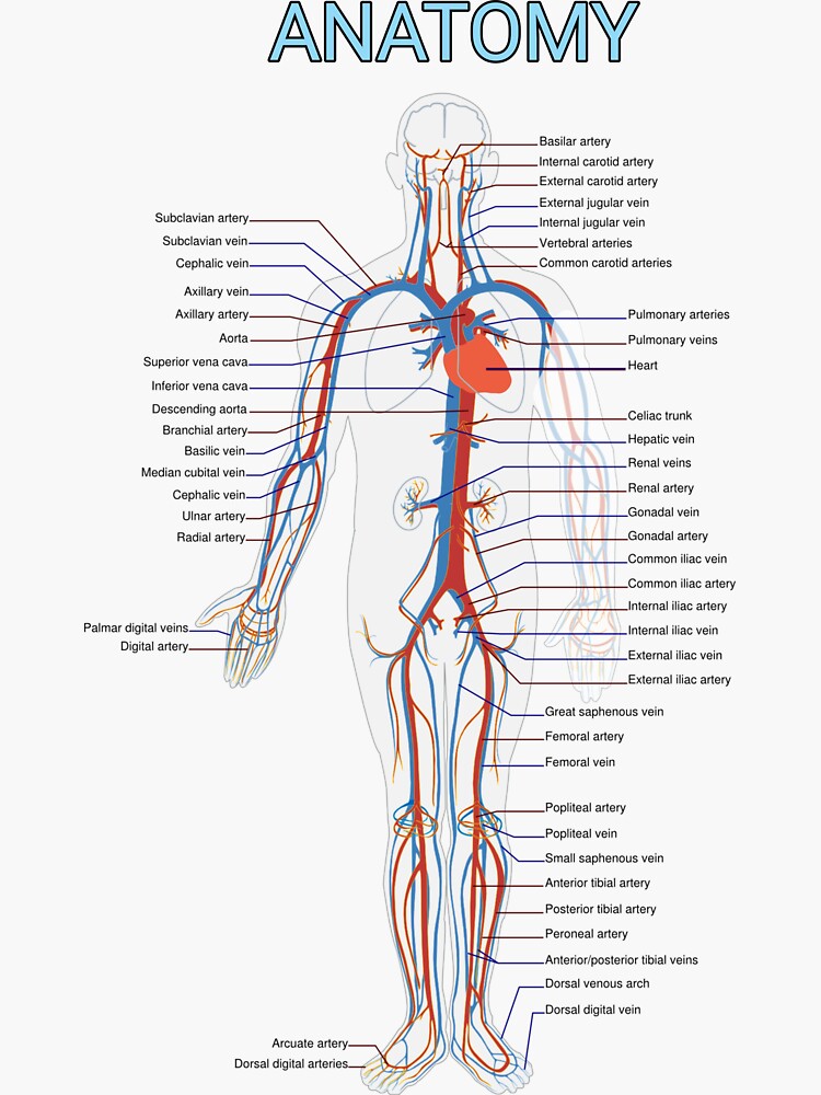 "Circulatory System Anatomy " Sticker for Sale by Waiting-P | Redbubble