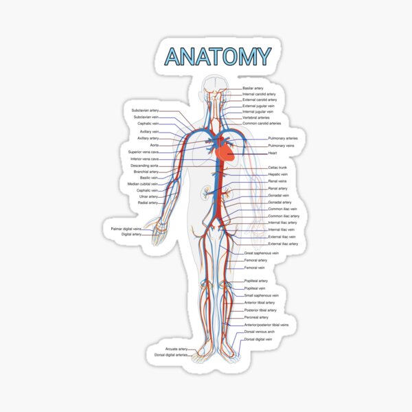 "Circulatory System Anatomy " Sticker for Sale by Waiting-P | Redbubble