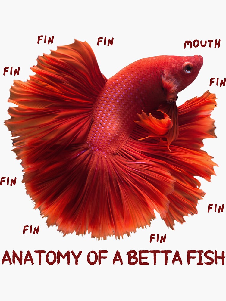 "Anatomy of a Betta Fish With Funny Labels" Sticker for Sale by st0n0ga ...