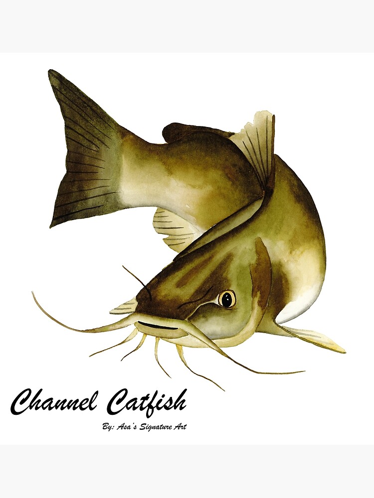 "Channel Catfish" Greeting Card for Sale by ShibaBrie | Redbubble