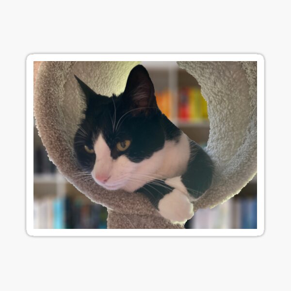 "Portal to learning for this cool cat" Sticker for Sale by teesmyway555 ...