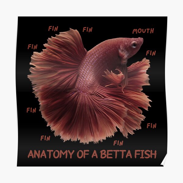 "Anatomy of a Betta Fish With Funny Labels" Poster for Sale by st0n0ga ...