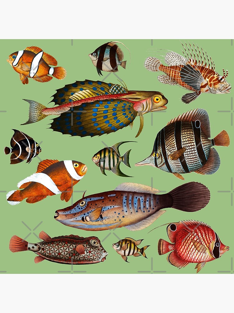 "Colorful Tropical Fish From Exotic Coral Reefs Print (sage green ...
