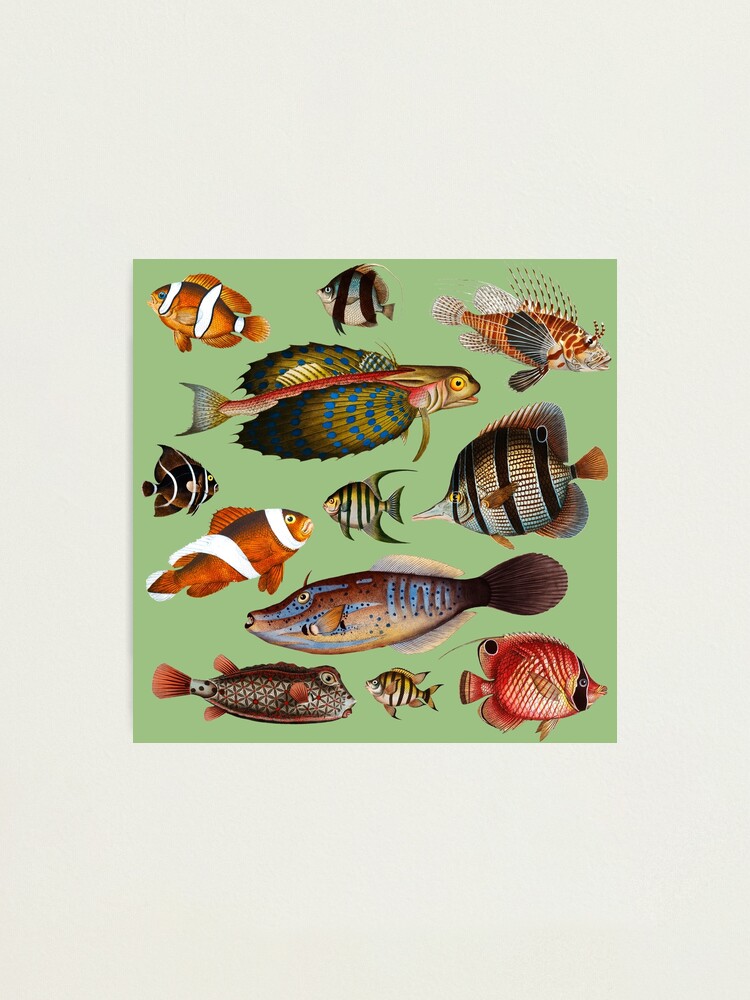 "Colorful Tropical Fish From Exotic Coral Reefs Print (sage green ...