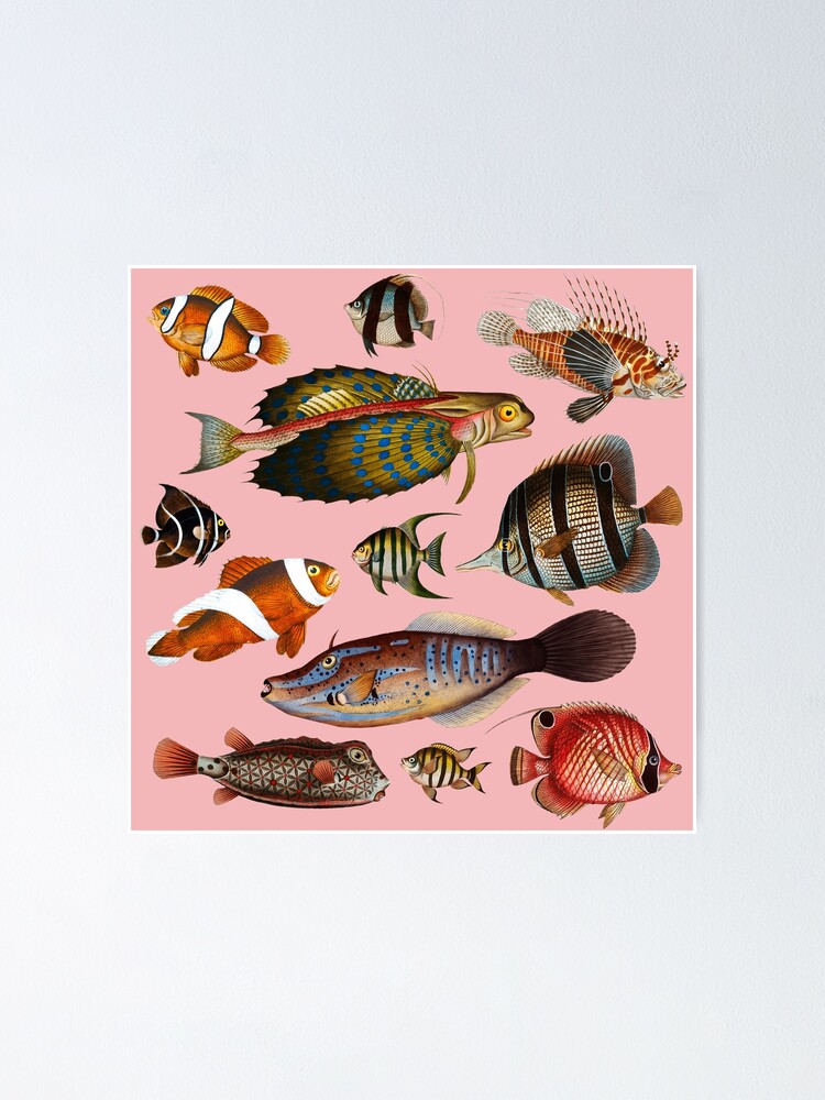 "Colorful Tropical Fish From Exotic Coral Reefs Print (spanish pink ...