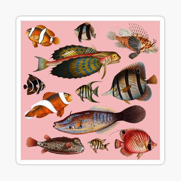 "Colorful Tropical Fish From Exotic Coral Reefs Print (spanish pink ...