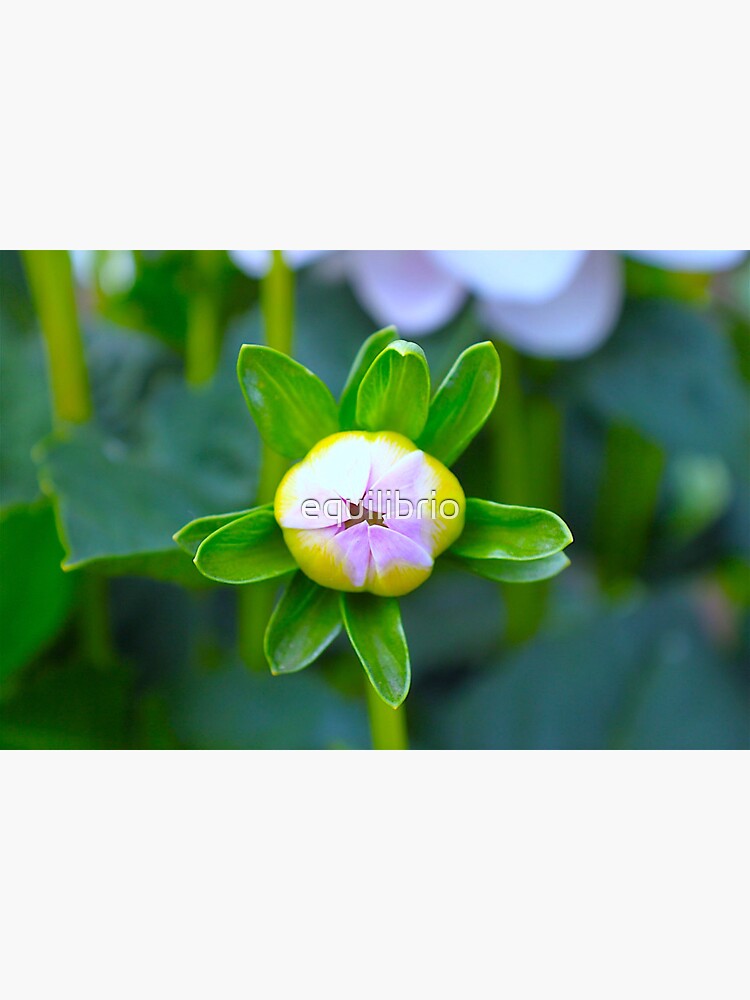 "Unity" Sticker for Sale by equilibrio | Redbubble