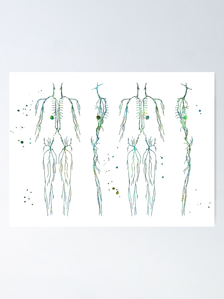 "Lymphatic System of the Human Body" Poster for Sale by EvasDreams ...